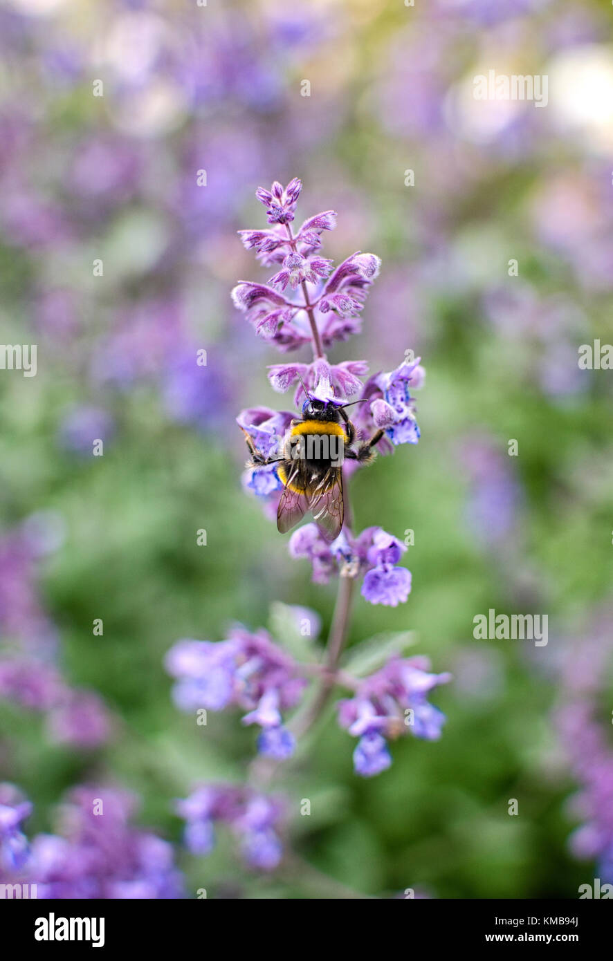 Close up of a Bee on Flowers Stock Photo - Alamy