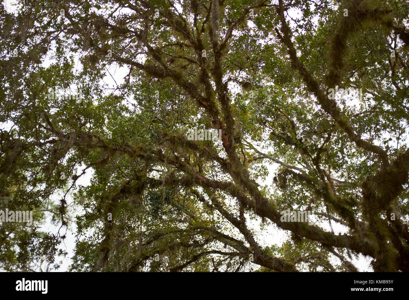 Low-angle view of the branches of a big tree with green leaves against ...