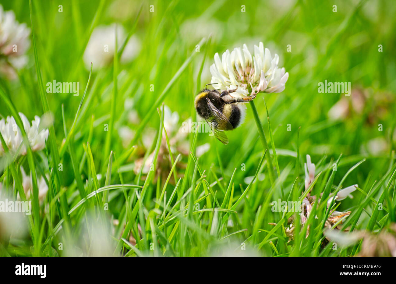 Close up of a Bee on Flowers Stock Photo - Alamy