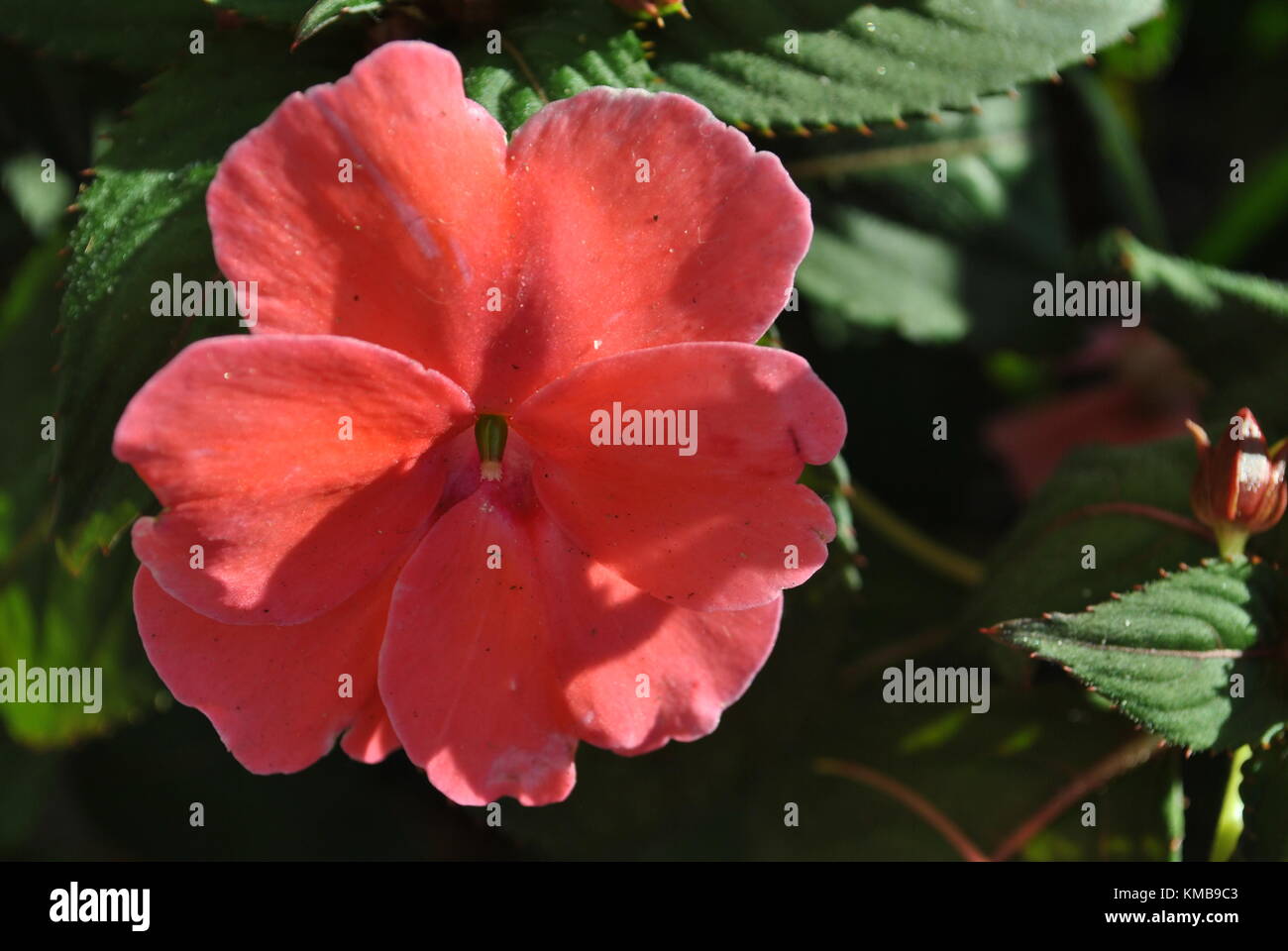 Florida roses hi-res stock photography and images - Alamy