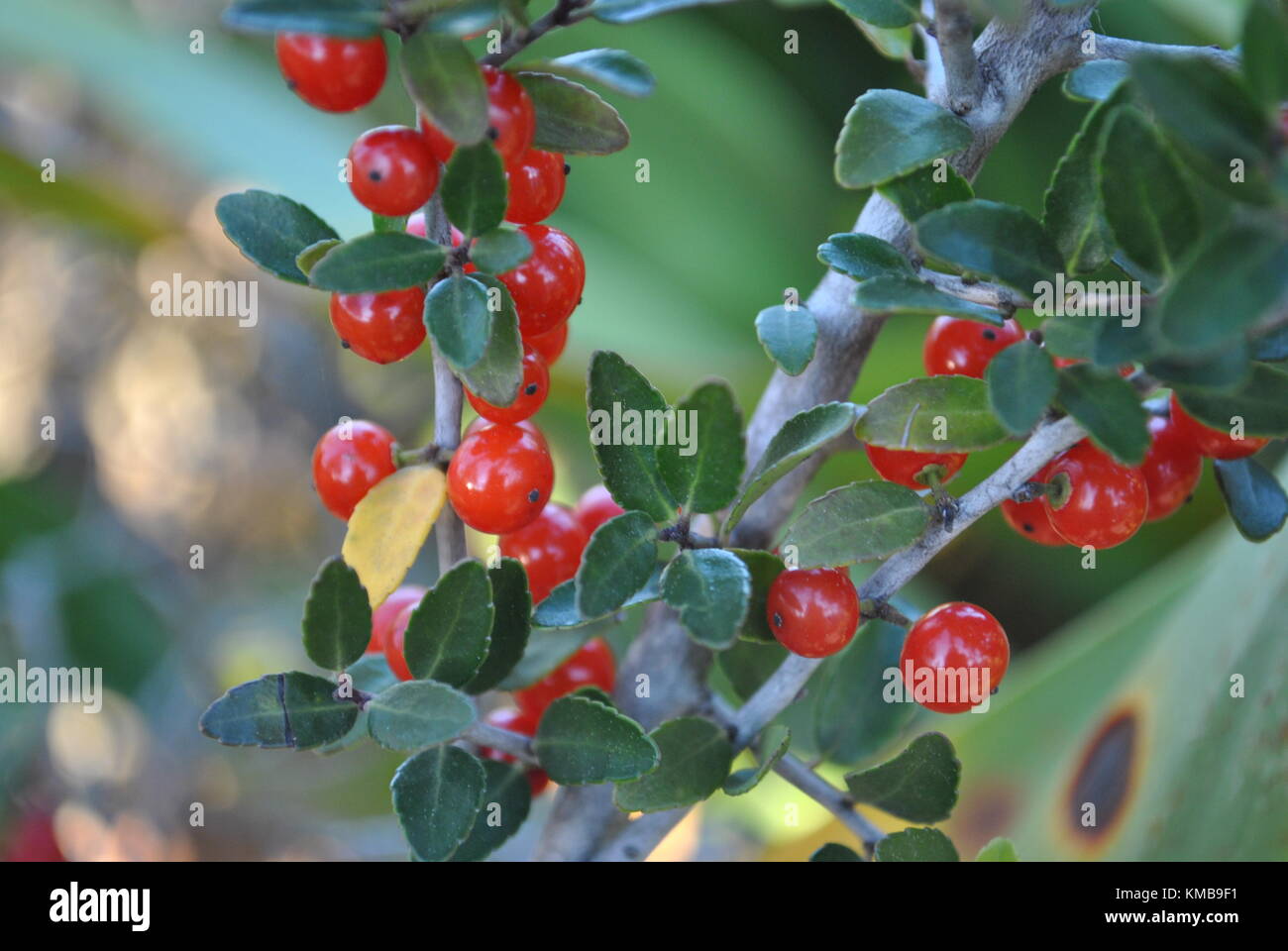 Alaska red berries hi-res stock photography and images - Alamy