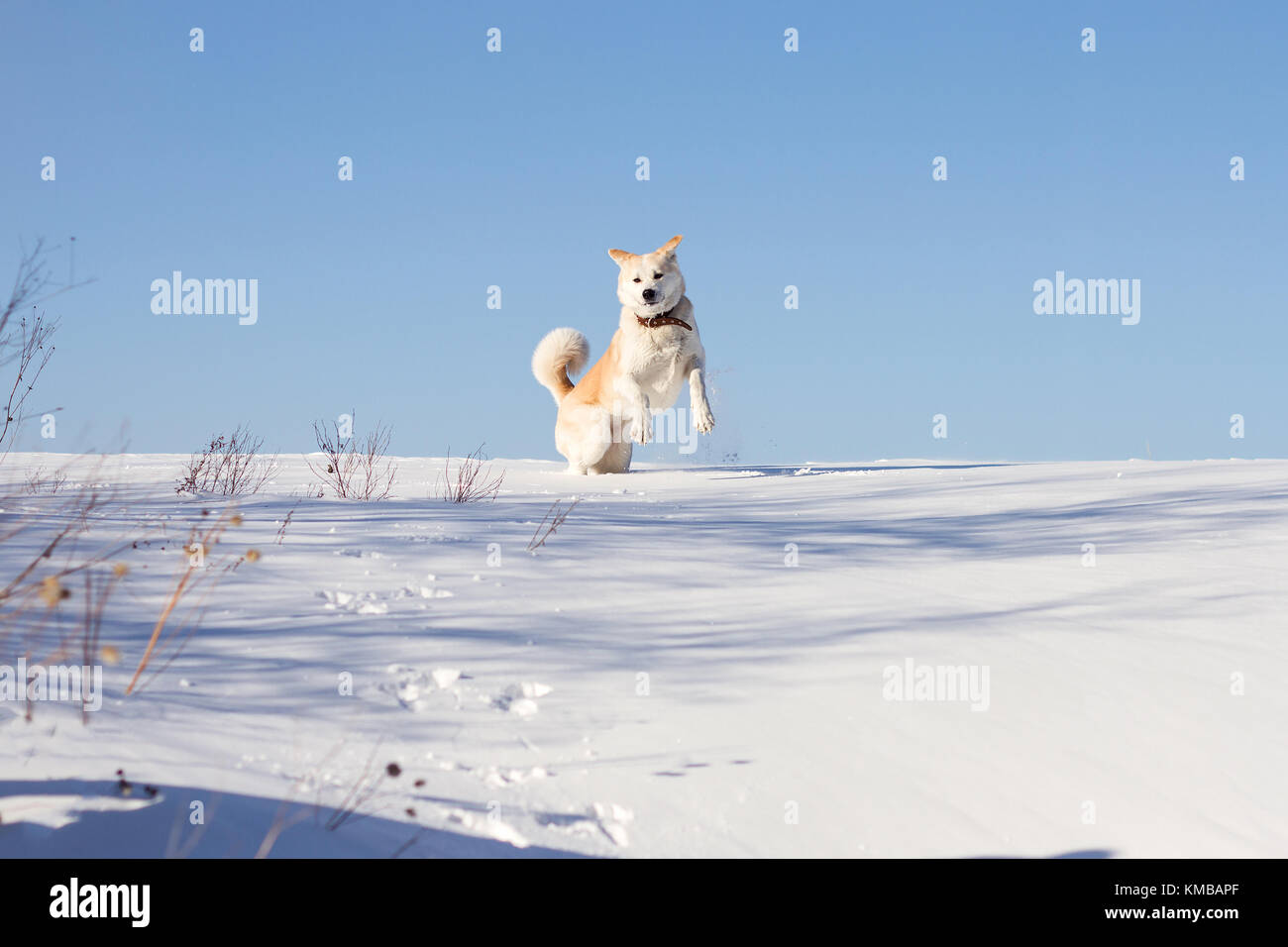 A funny dog of Japanese akita inu breed is jumping in a snowdrift in ...