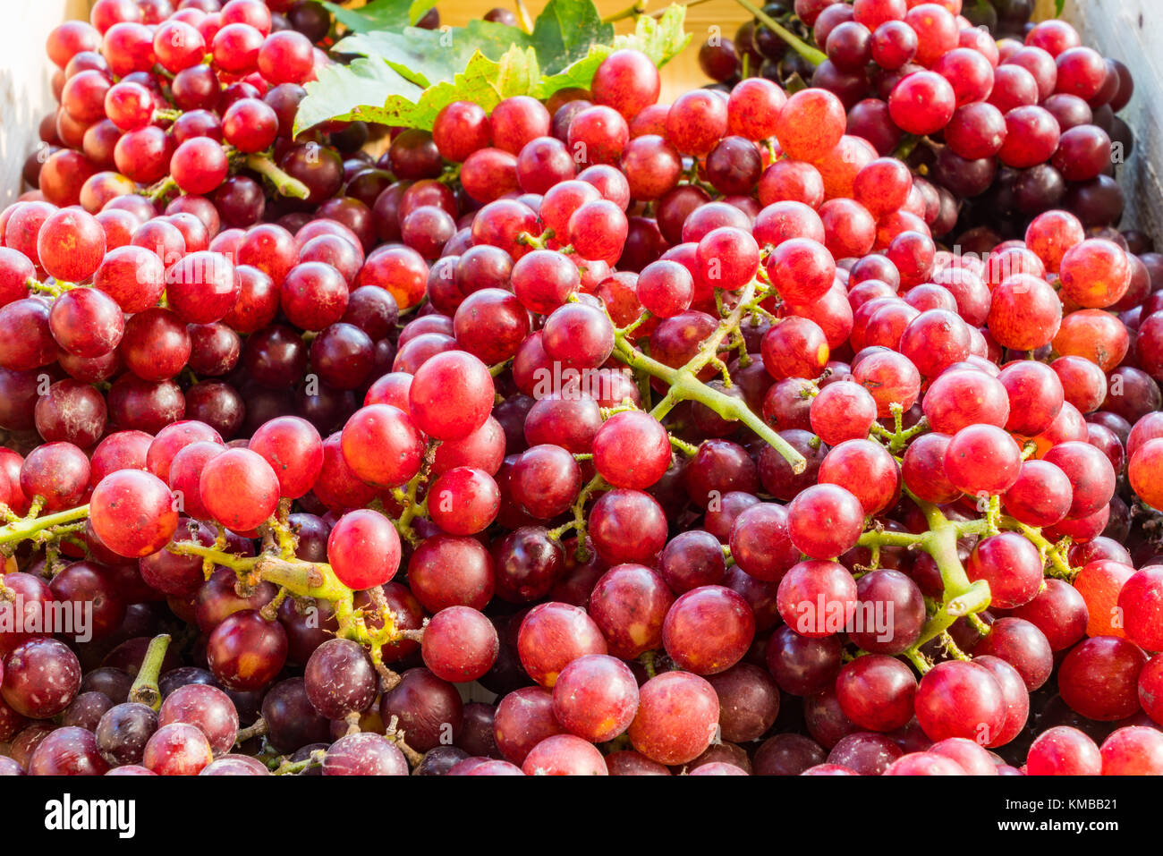 Red seedless grapes with leaves in a wooden tray Stock Photo - Alamy