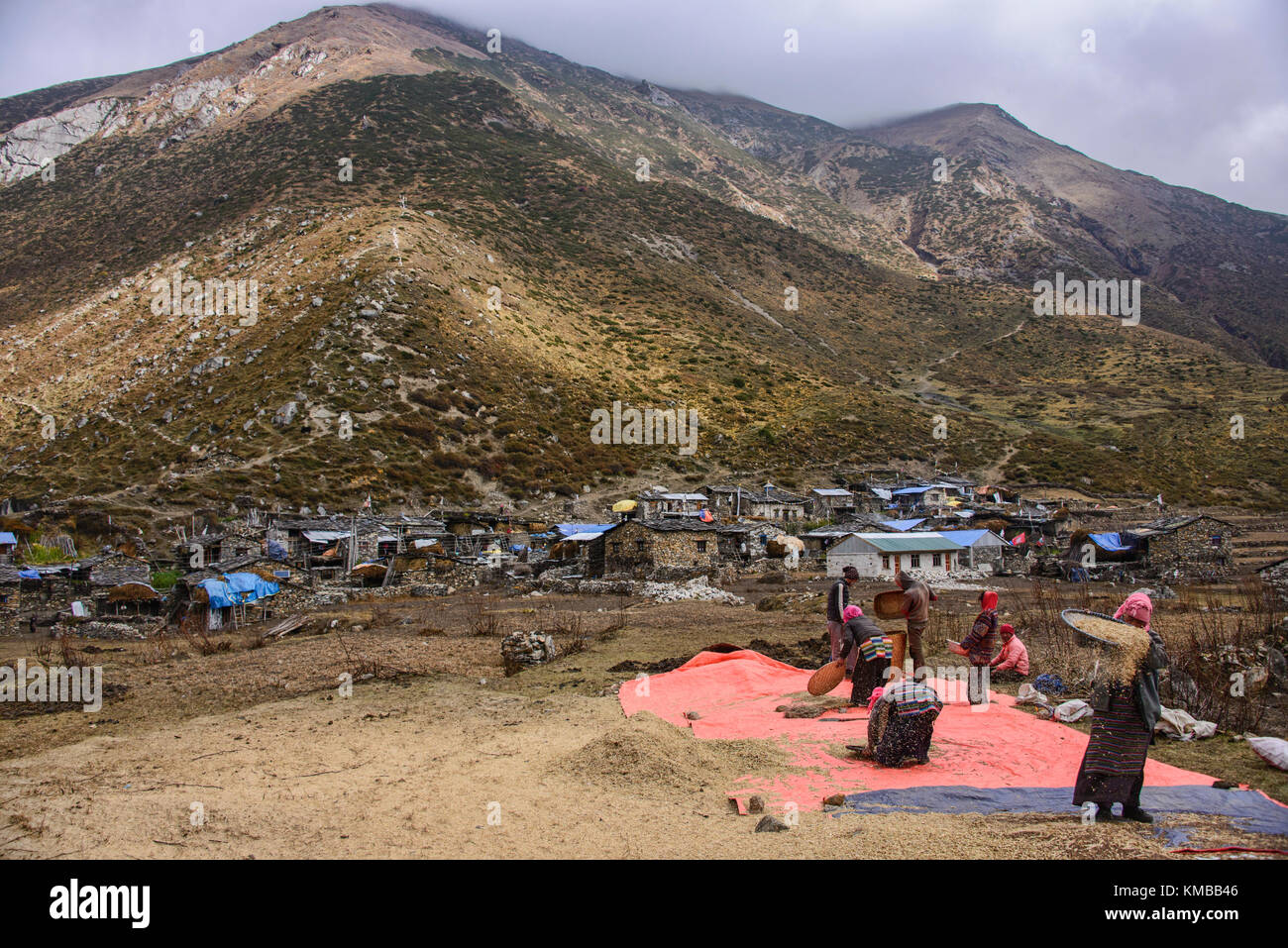 Nepal farmer harvest hi-res stock photography and images - Alamy