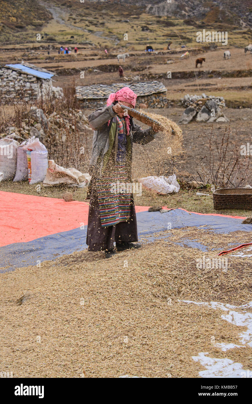 Harvest season in Samdo on the Manaslu Circuit Trek, Nepal Stock Photo ...