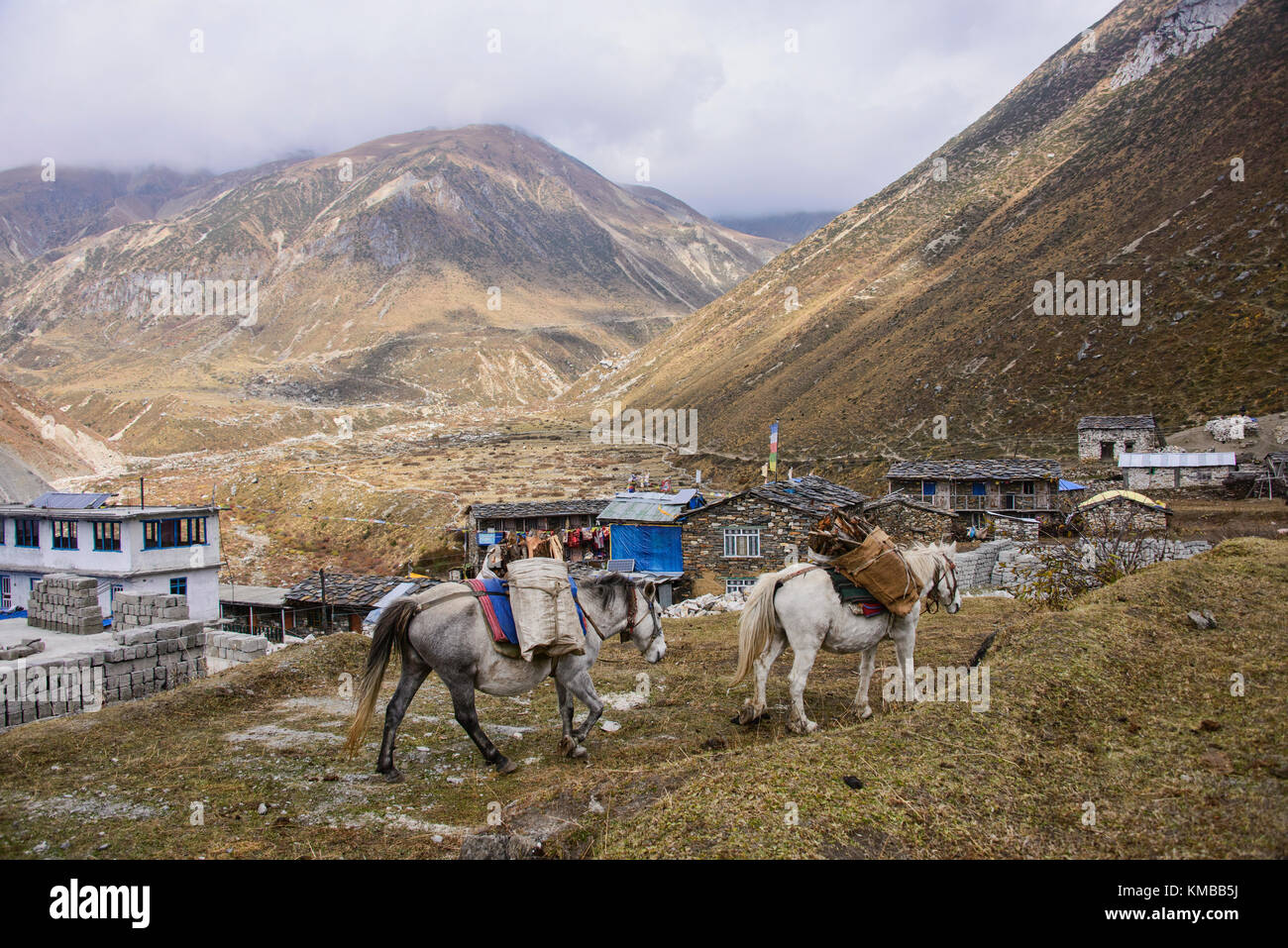 Horse carrying load hi-res stock photography and images - Alamy