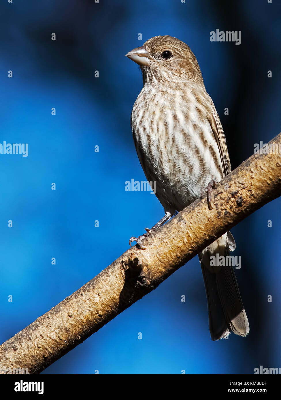 Female House Finch Stock Photo - Alamy