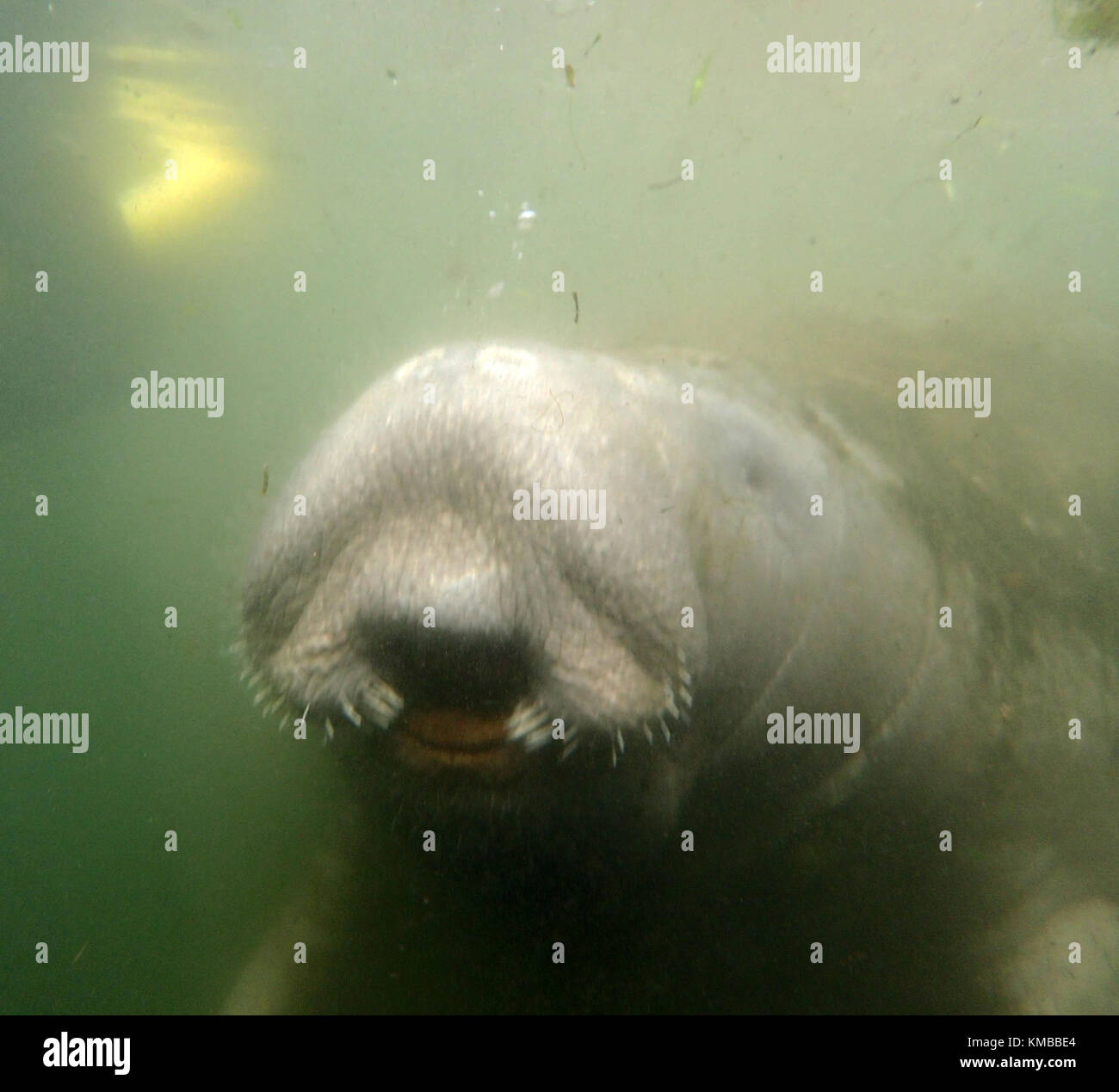 Manatee eating grass hi-res stock photography and images - Alamy