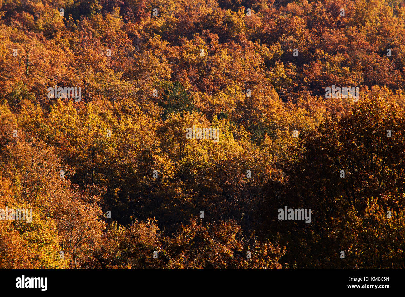 Scrub oak hi-res stock photography and images - Alamy