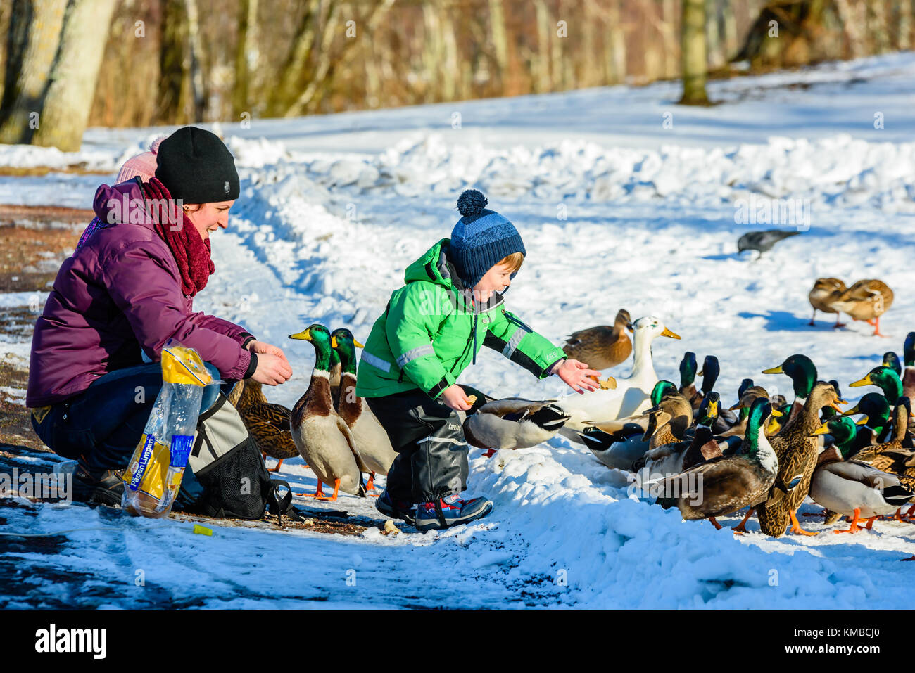 Solvesborg, Sweden - February 14, 2017: Documentary of children feeding ...