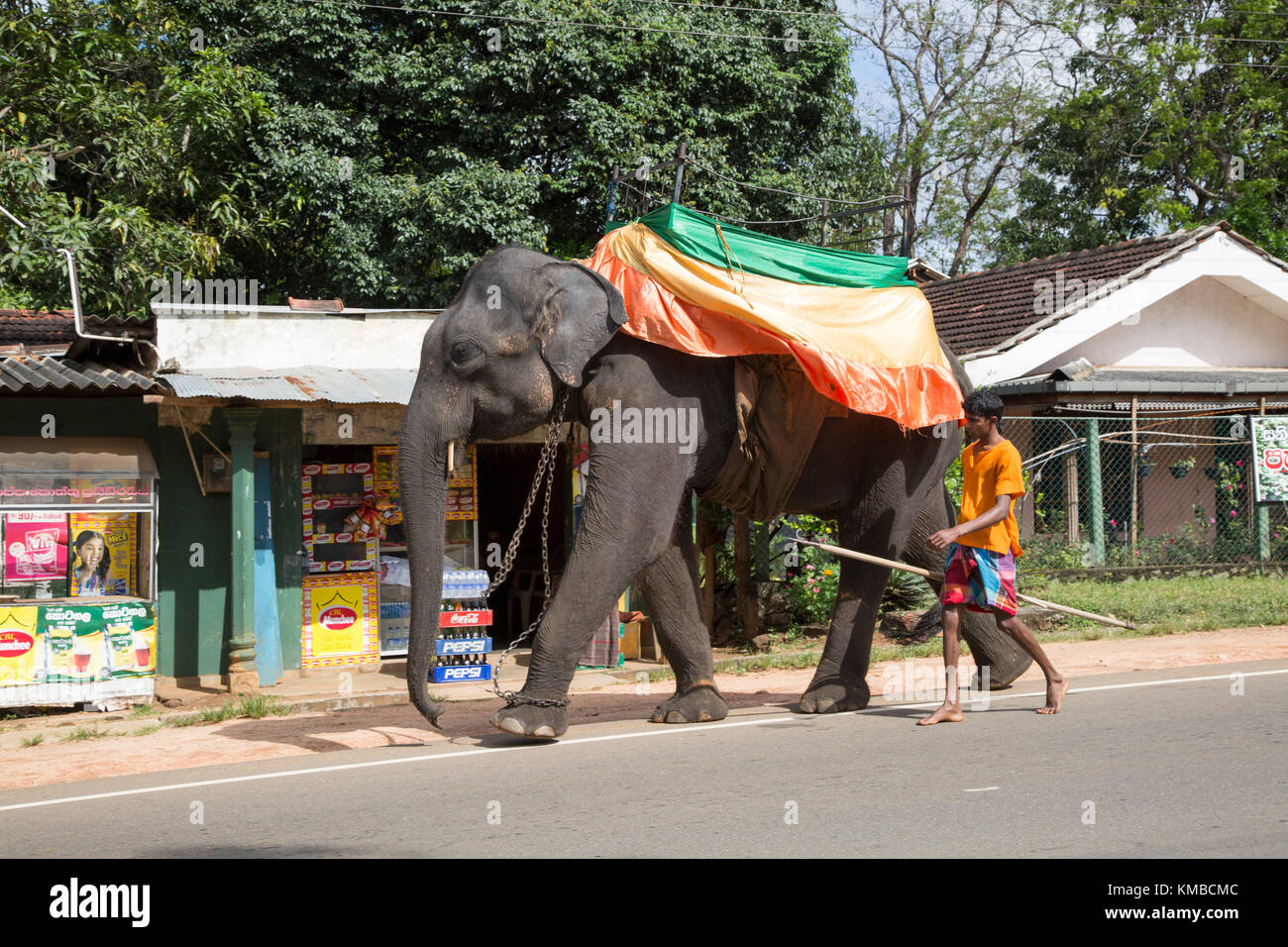 Chained elephant being walked by keeper along a main road in Sri Lanka ...