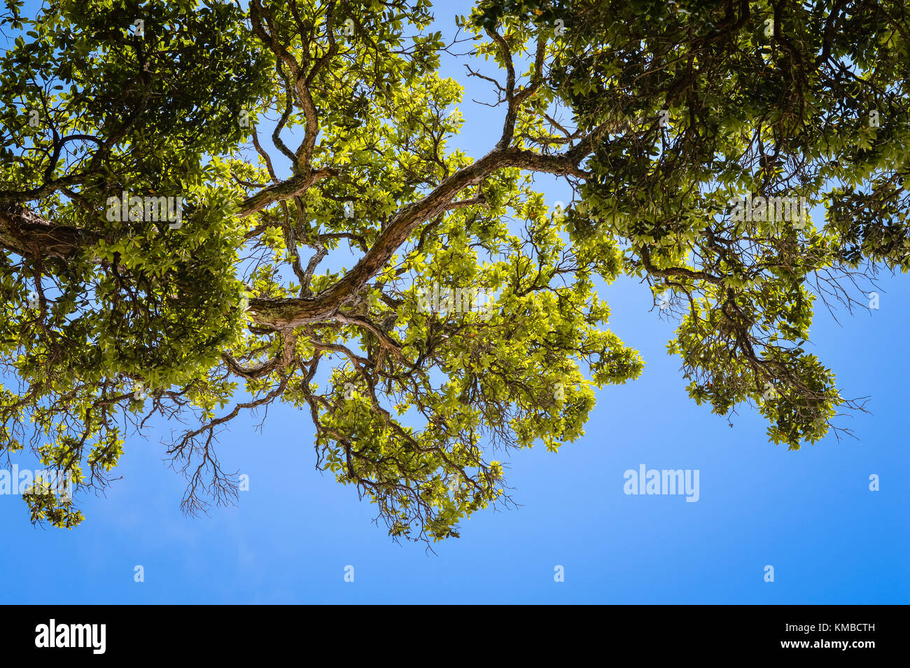 Tree Blue Sky Stock Photo - Alamy