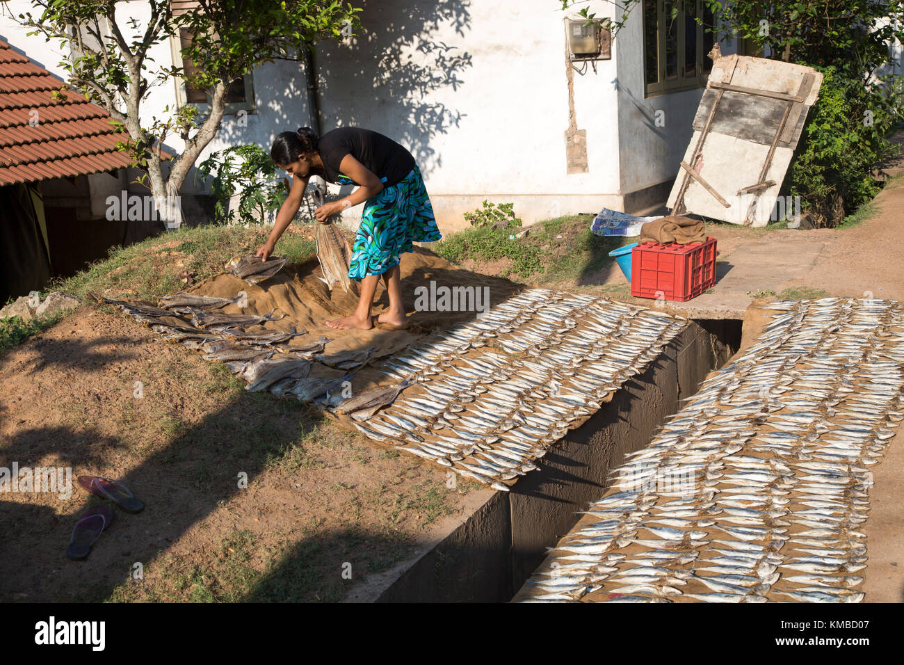 Sri lankan dried fish hi-res stock photography and images - Alamy