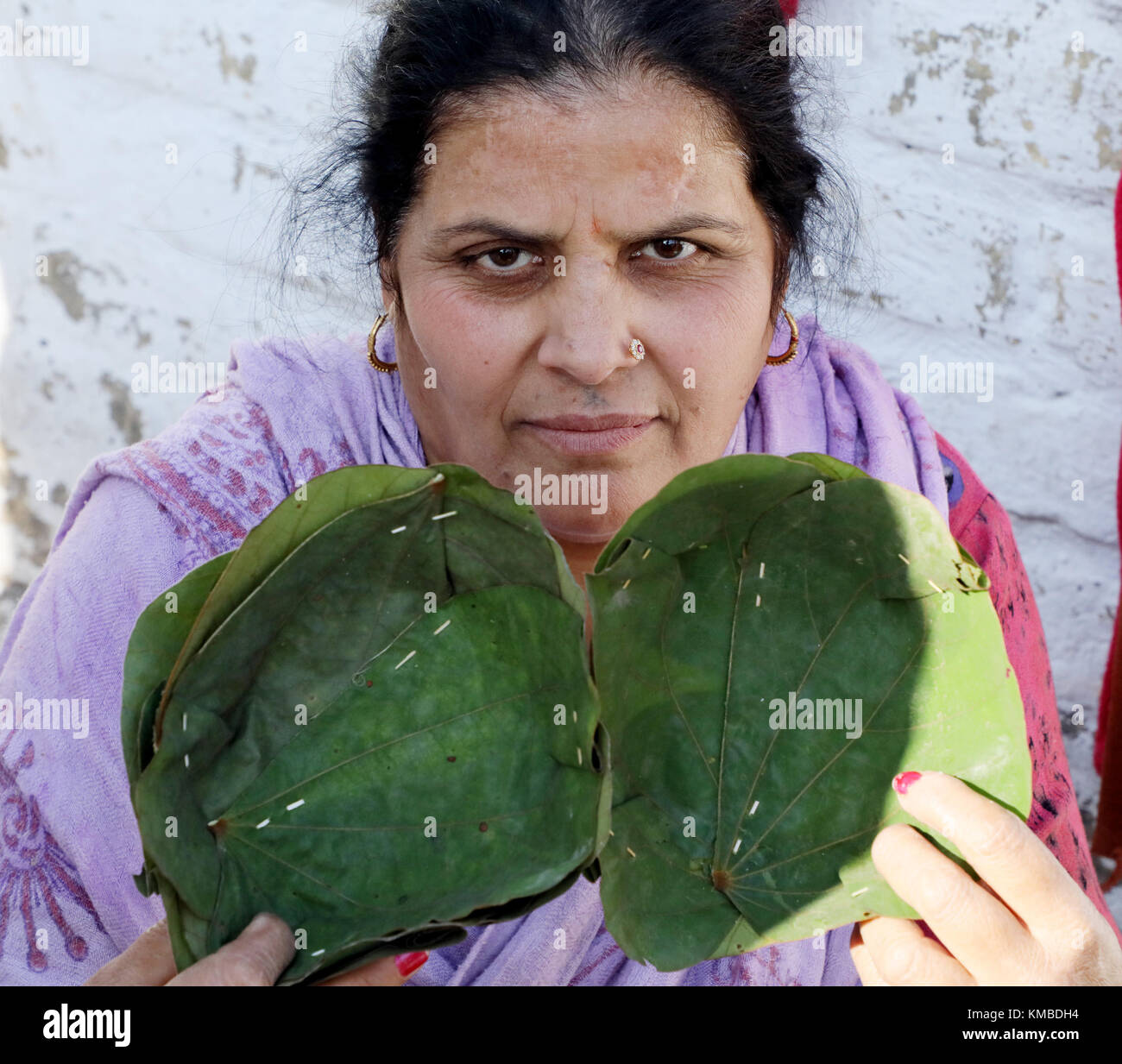 Tendu leaves hi-res stock photography and images - Alamy