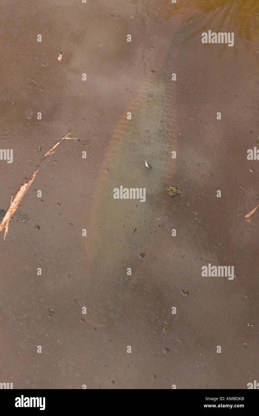 Giant Pirarucu Arapaima endangered fish Amacayacu National park, Amazon ...