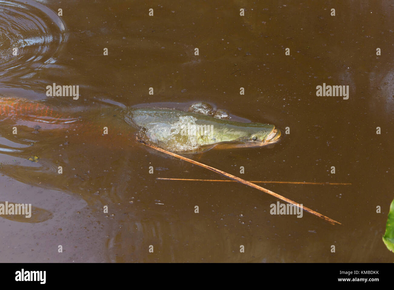 Giant Pirarucu Arapaima endangered fish Amacayacu National park, Amazon ...