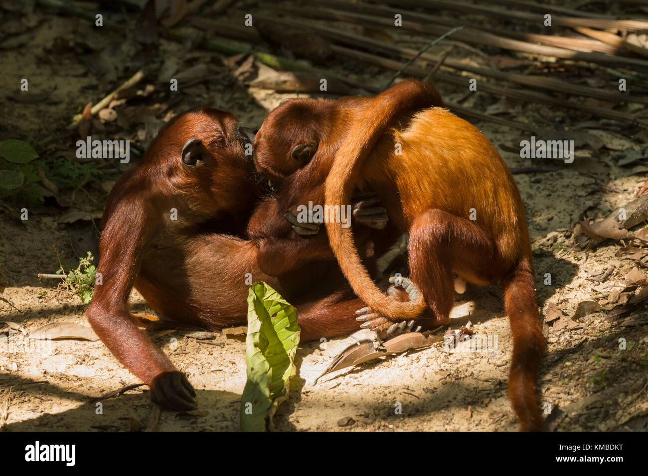 Howler monkeys playing juvenile Amacayacu National park, Amazon ...