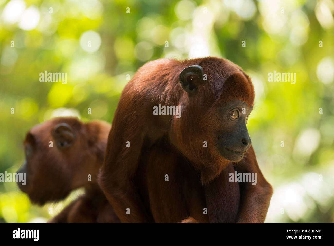 Howler monkeys playing juvenile Amacayacu National park, Amazon ...