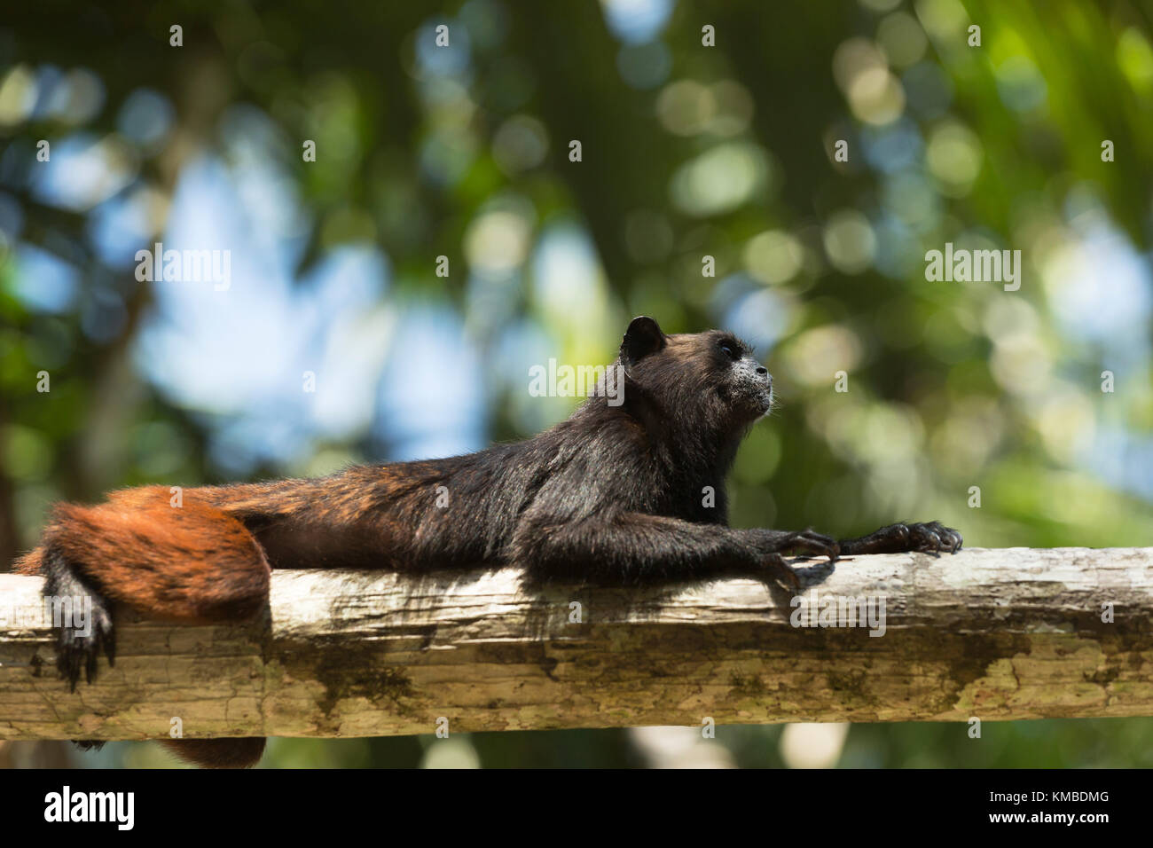 Tamarin monkey, Amacayacu National park, Amazon, Colombia Stock Photo ...
