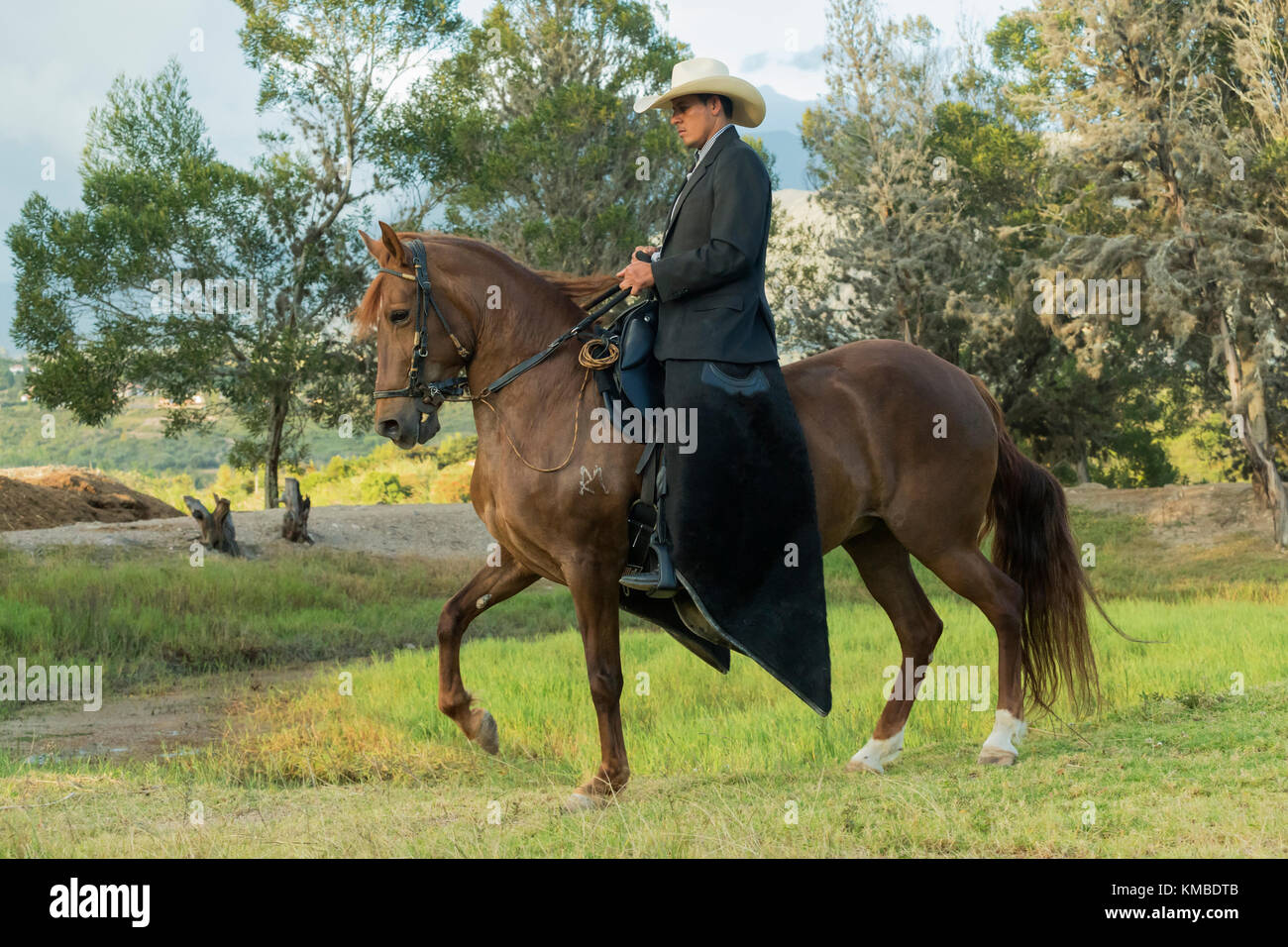 Cowboy riding a Paso Fine stallion Horse, Rionegro, Colombia, South ...
