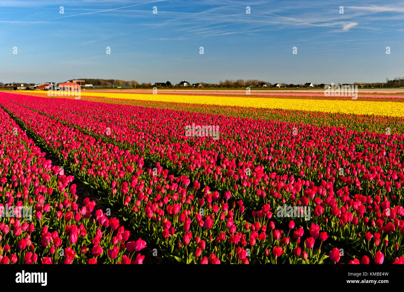Field of pink tulips of the species Lady Van Eijk for the production of ...