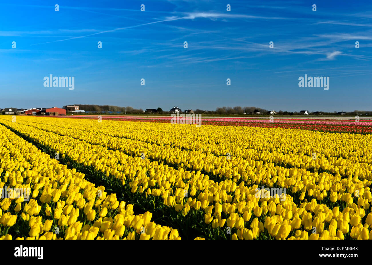 Field of yellow tulips of the species Yellow Purissima for the ...