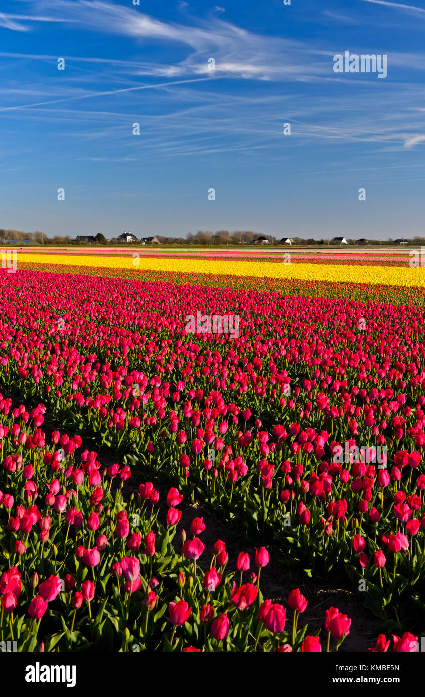 Field of pink tulips of the species Lady Van Eijk for the production of ...