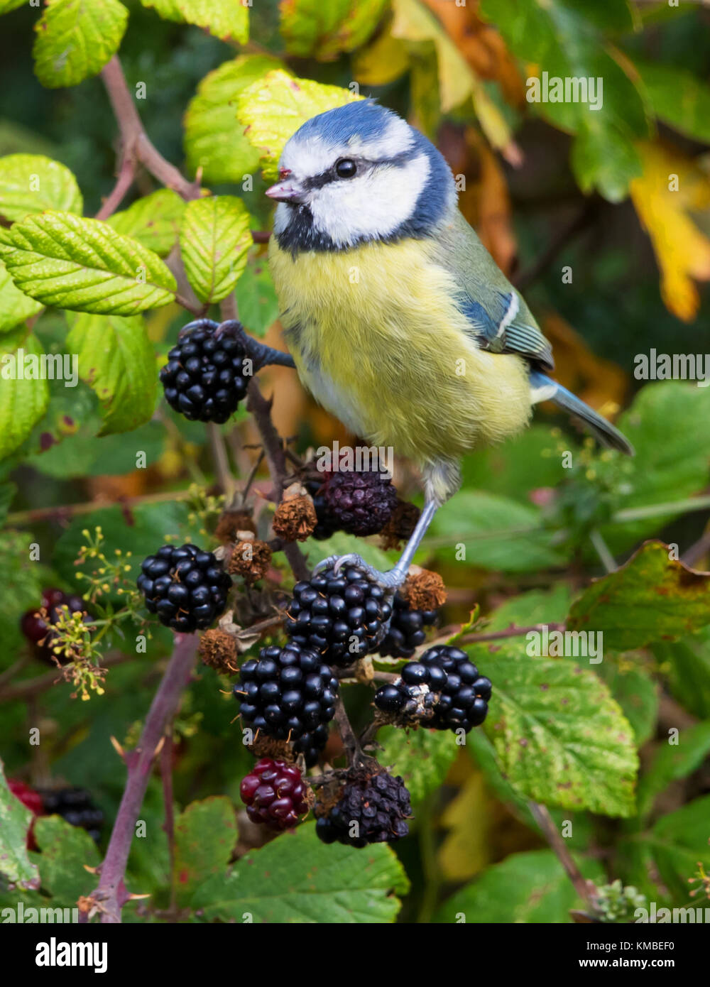 Blue Tit posing nicely Stock Photo - Alamy