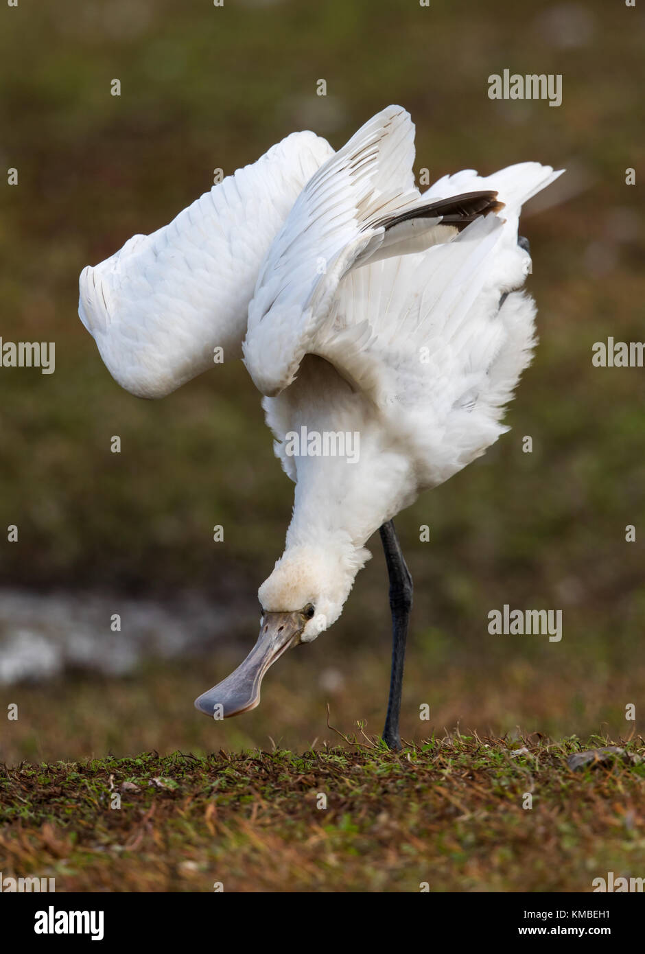 Juvenile spoonbill hi-res stock photography and images - Alamy