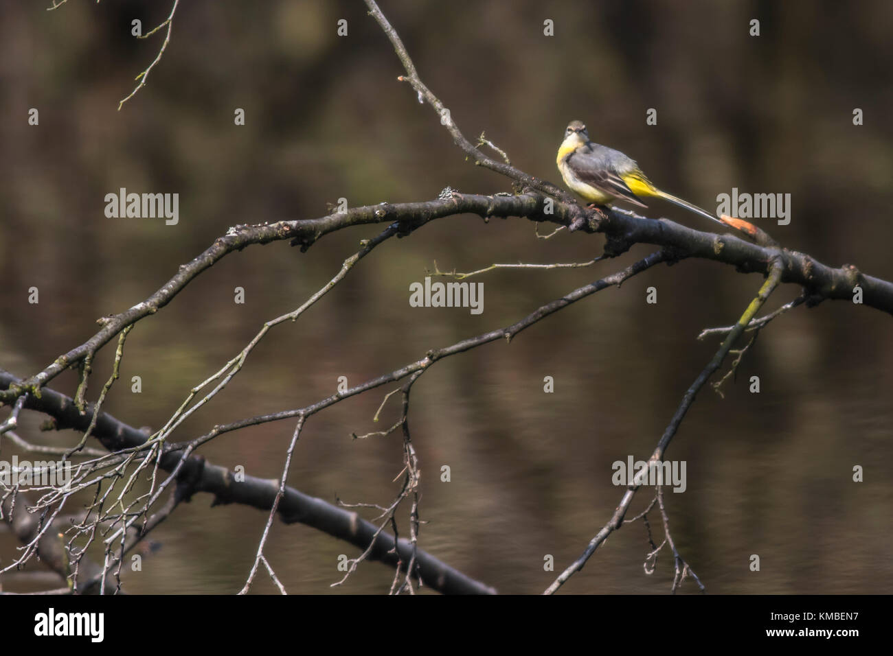 A grea wagtail is searching for fodder Stock Photo - Alamy