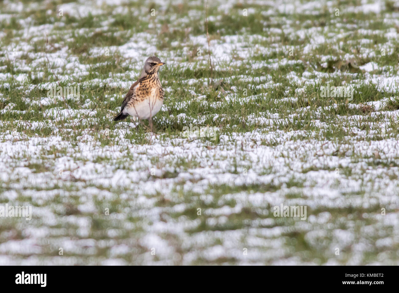 A fieldfare is sitting on a branch Stock Photo - Alamy