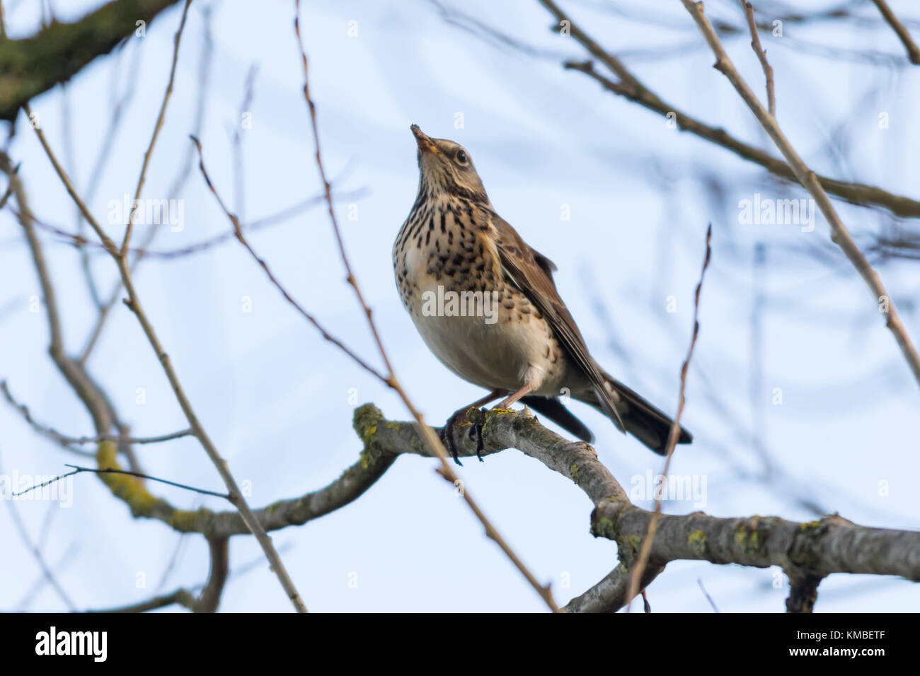 A fieldfare is sitting on a branch Stock Photo - Alamy