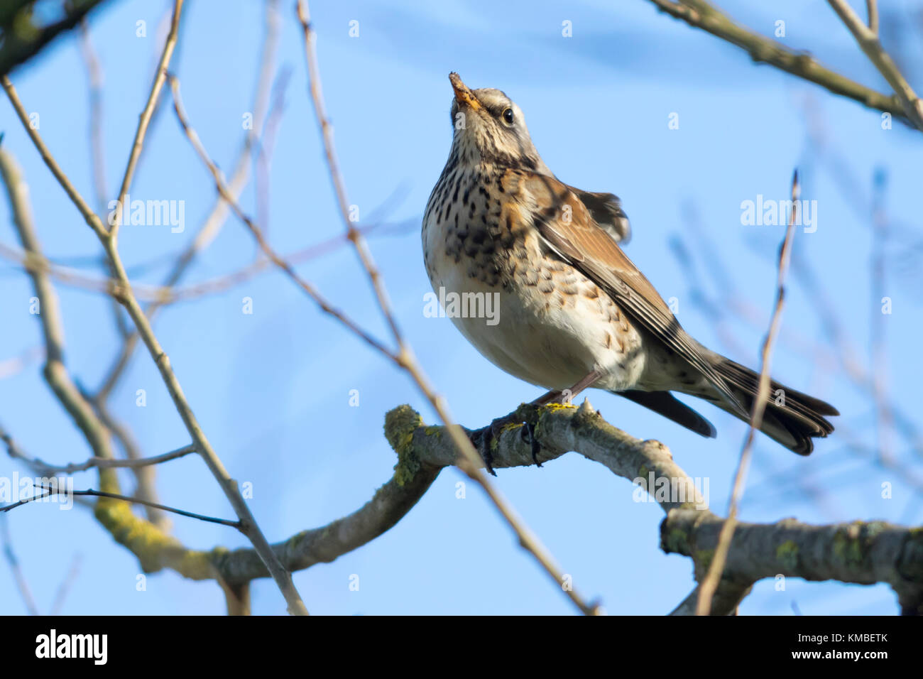 A fieldfare is sitting on a branch Stock Photo - Alamy