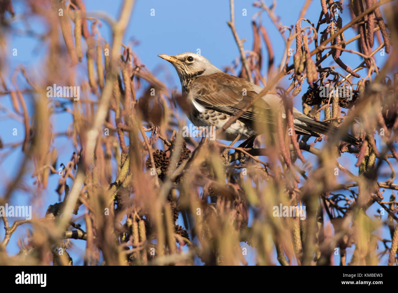 A fieldfare is sitting on a branch Stock Photo - Alamy