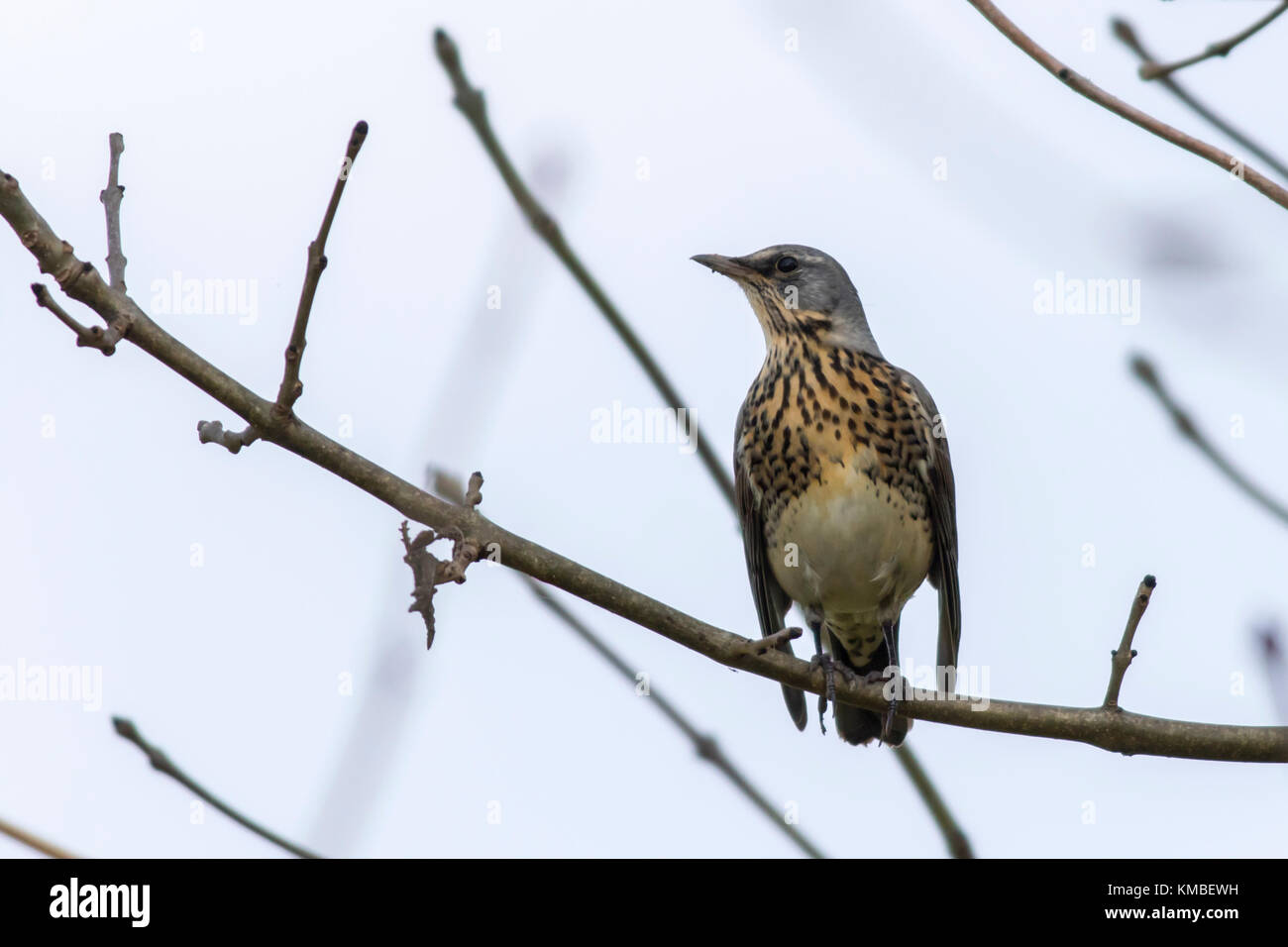 A fieldfare is sitting on a branch Stock Photo - Alamy