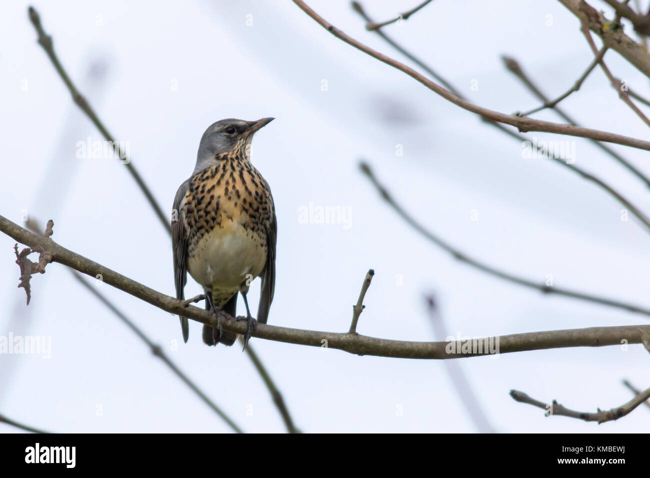 A fieldfare is sitting on a branch Stock Photo - Alamy