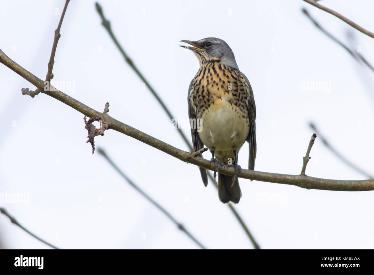 A fieldfare is sitting on a branch Stock Photo - Alamy
