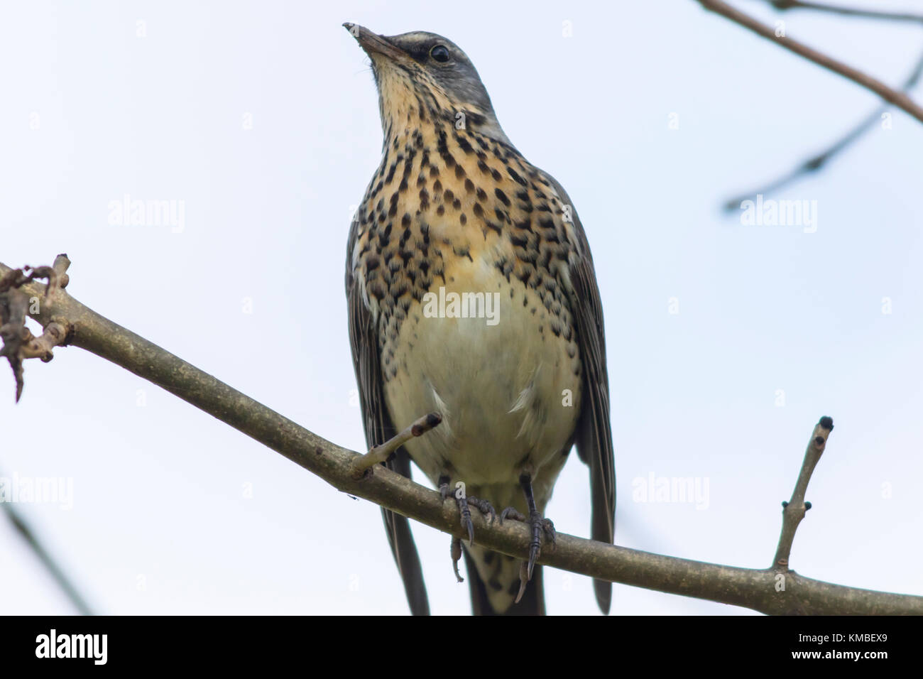 A fieldfare is sitting on a branch Stock Photo - Alamy