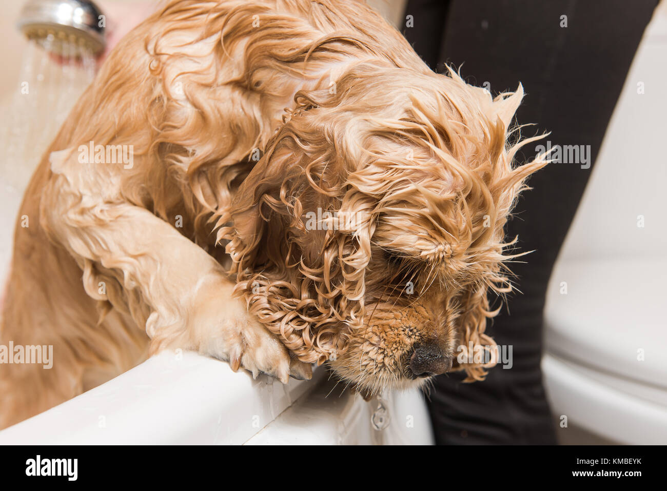 Wet dog in the bathroom close up Stock Photo - Alamy