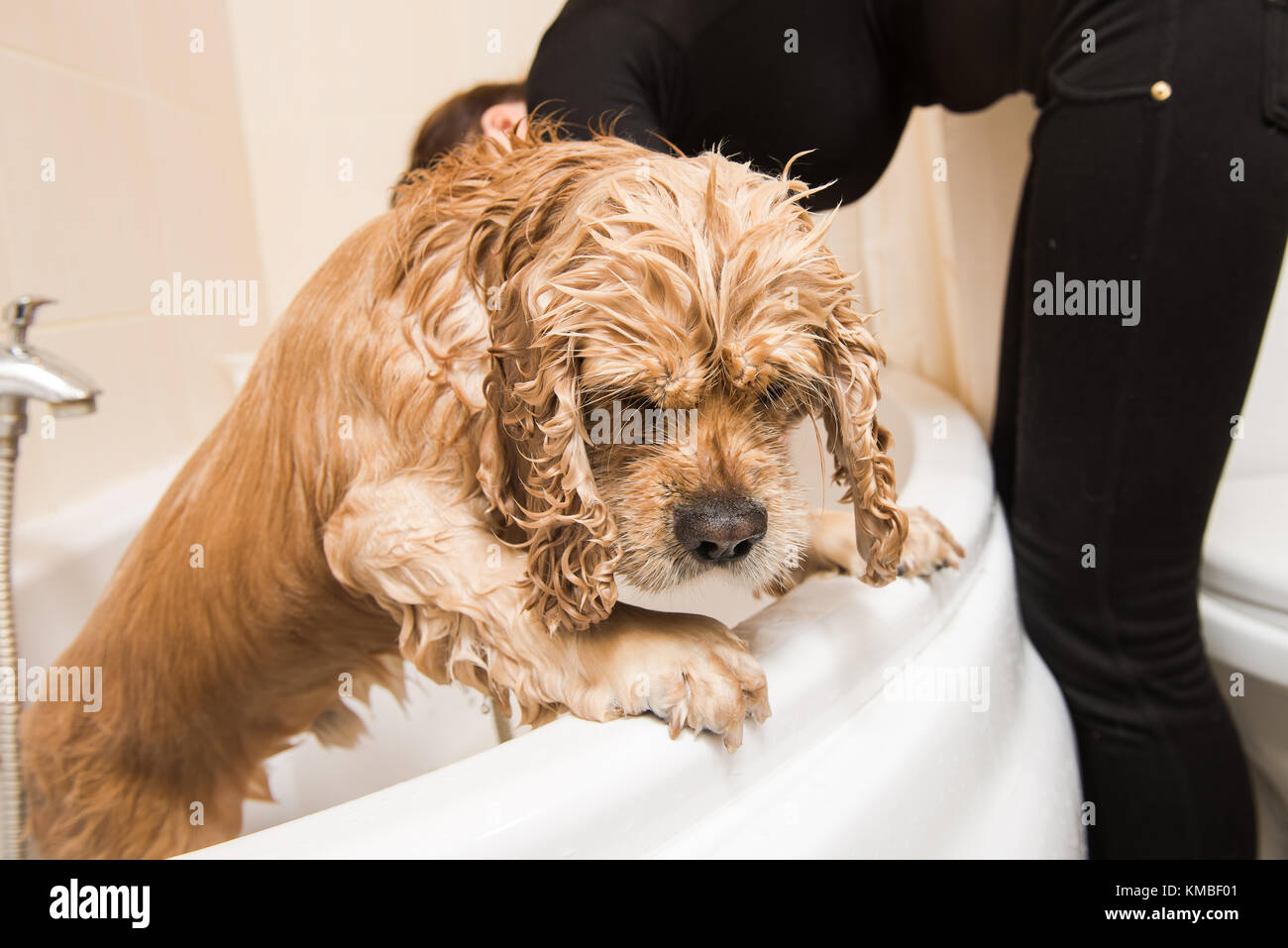 Wet dog in the bathroom Stock Photo - Alamy