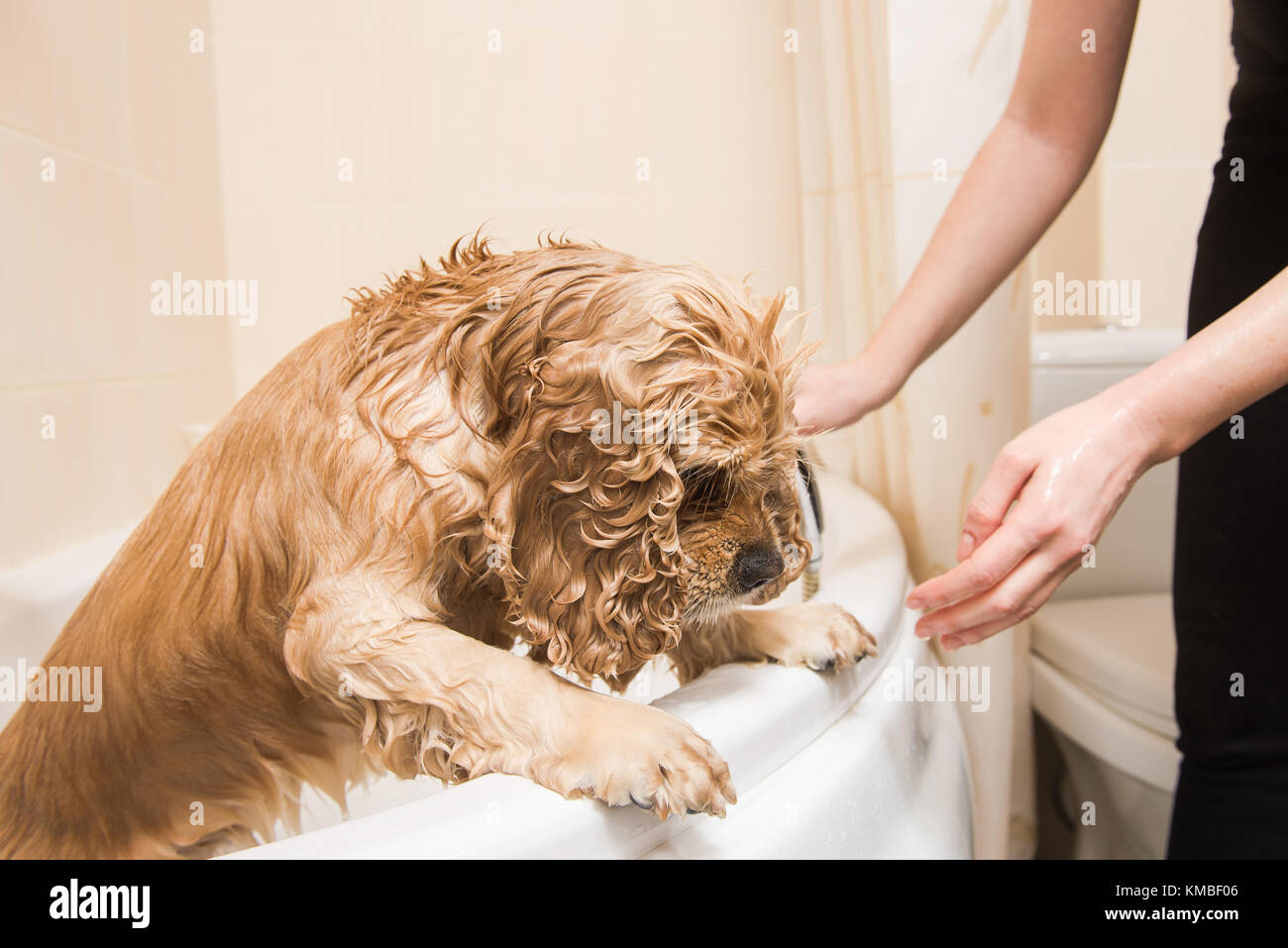 Wet dog in the bathroom Stock Photo - Alamy