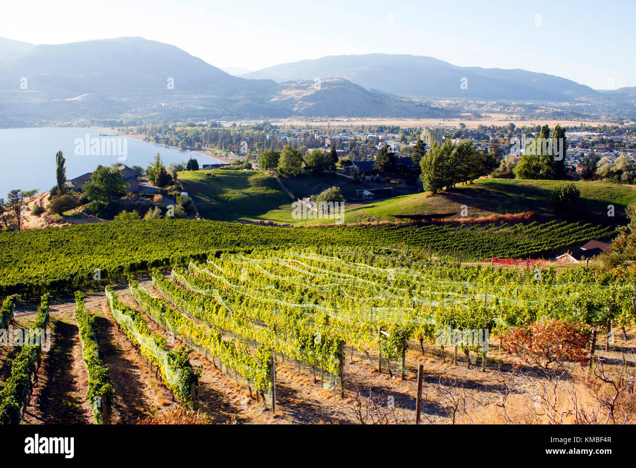 View of vineyards overlooking Skaha Lake and Skaha Beach located in the ...
