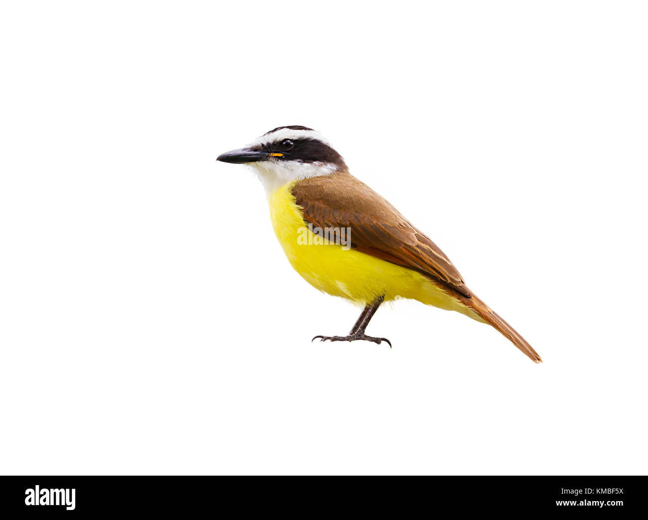 Great Kiskadee