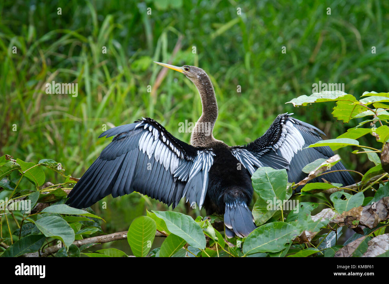 anhinga drying its feathers Stock Photo - Alamy