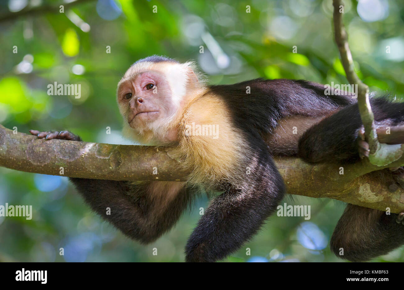 Capuchin monkey is getting a rest on the tree branch Stock Photo - Alamy