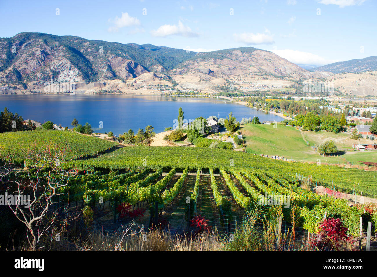View of vineyards overlooking Skaha Lake and Skaha Beach located in the ...