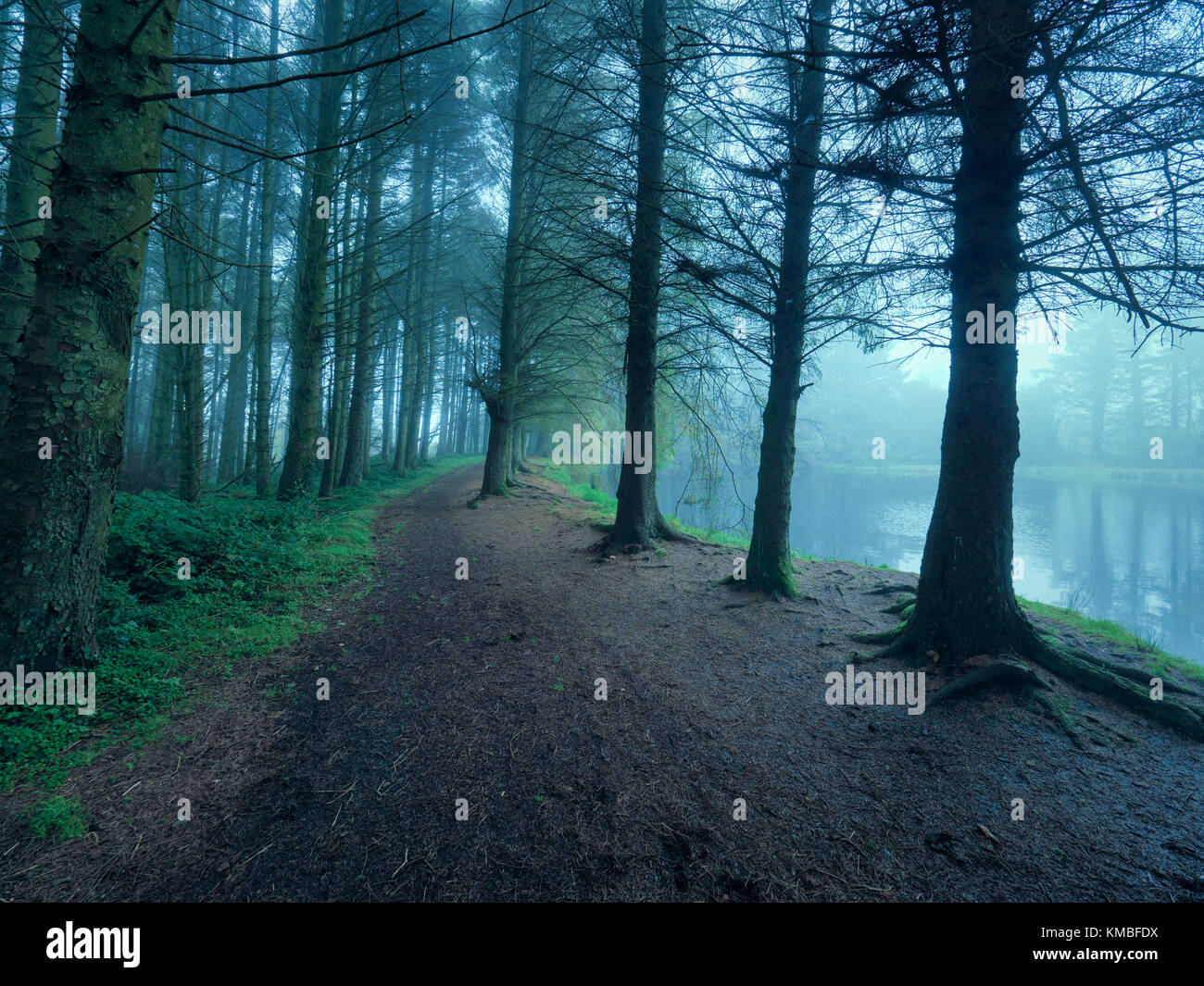 foggy forest morning,Northern Ireland Stock Photo - Alamy