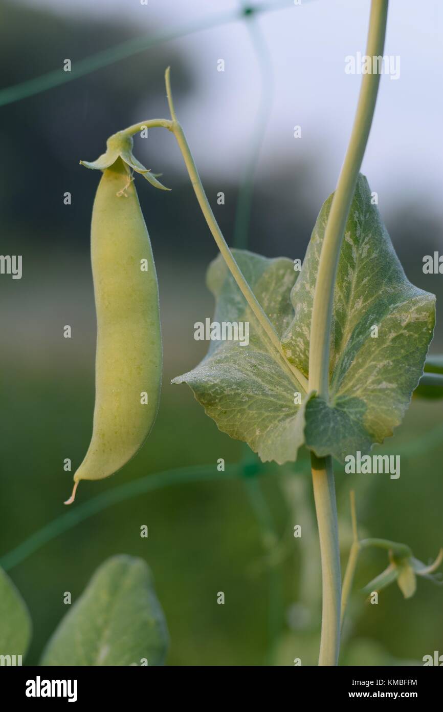 Young green pea pod close-up in a vegetable garden Stock Photo - Alamy