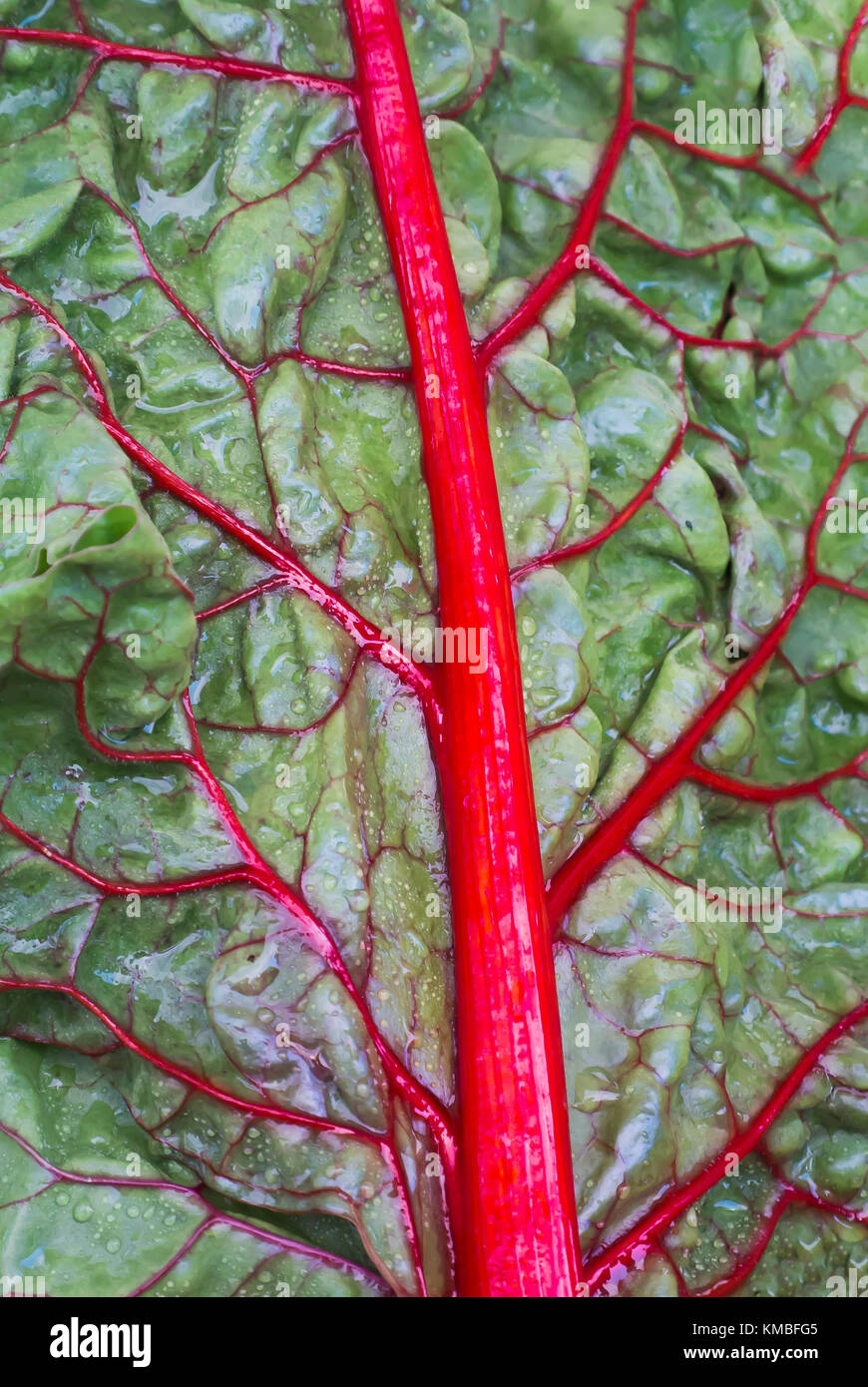 Swiss Chard Leaf - Extreme Close UP Stock Photo - Alamy