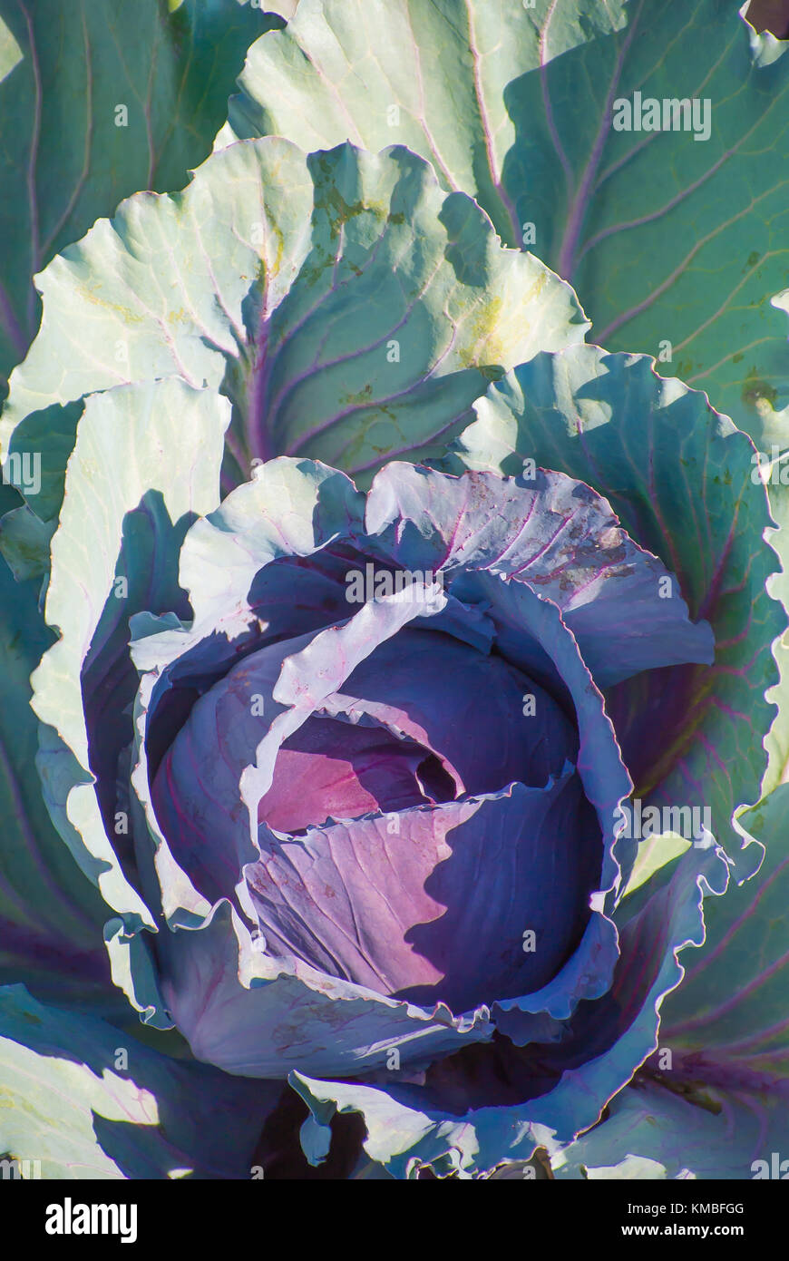 Growing Purple Cabbage Stock Photos & Growing Purple Cabbage Stock ...